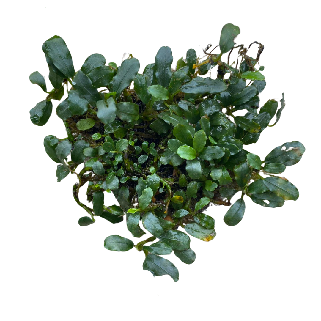 Bucephalandra Broad Wavy Borneo Aquatic