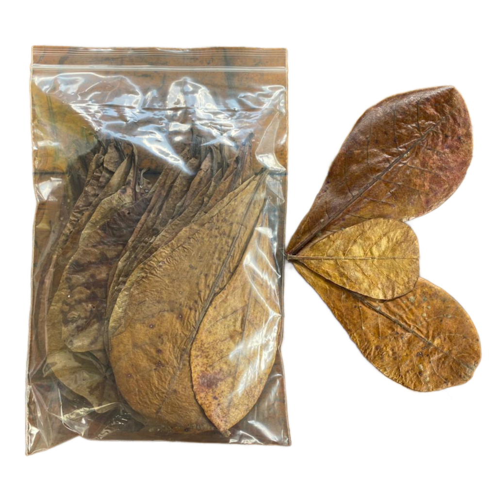 Grade AAA Flattened Dried Cattapa Brown –75g/pack - Borneo Aquatic